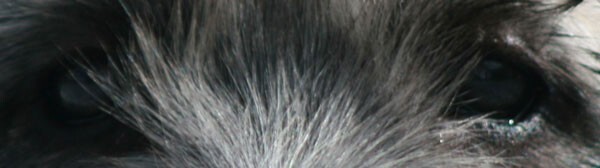 Ballygran's Caoilfhinn Creirwy :: Ballygran